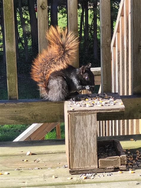 What A Tail Scrolller