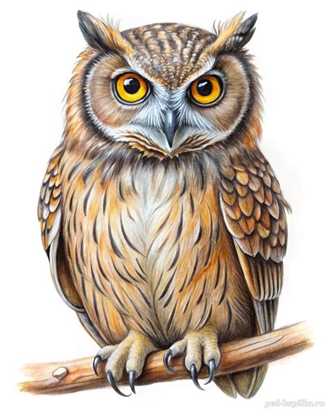 Сова Картинка для детей ЗАГАДКА Всю ночь летает — Мышей добывает А станет светло — Спать