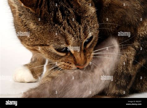 Allergisches ekzem Fotos und Bildmaterial in hoher Auflösung Alamy