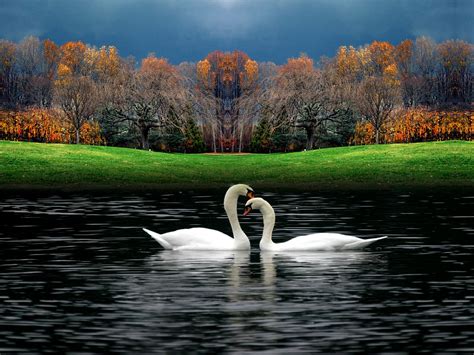 Swan Love AnnHeartsFashion Fashion Beautiful Images Nature