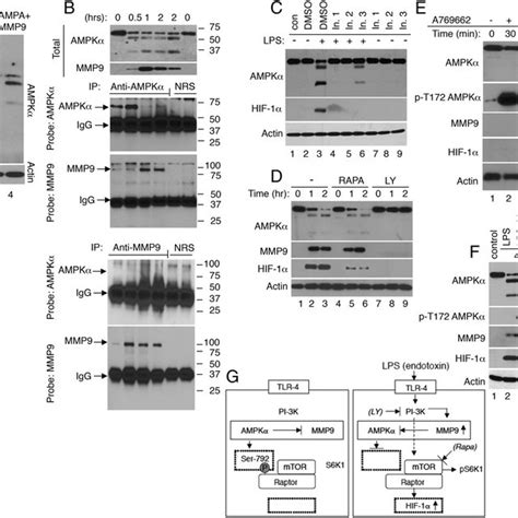 Leukocytes From Patients With T2dm Exhibit A Tlr4 Like Signaling
