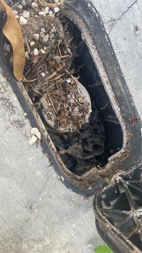 What Is This Ants Creating Nest With No Tunnels More In Comments R