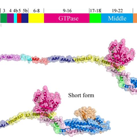 The Three Dimensional Structure Of Human Opa1 Protein A