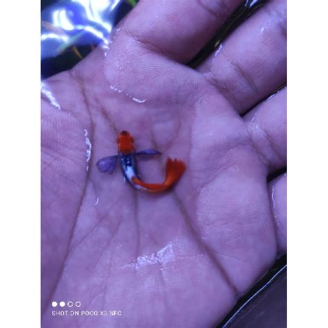 Jual Ikan Guppy Bigaer Tuxido Koi Jantan Shopee Indonesia