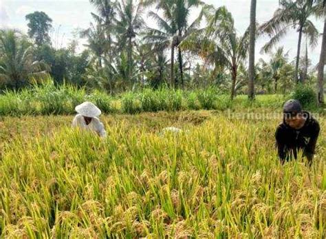 Hasil Panen Padi Banyak Dijual Ke Luar Bojonegoro
