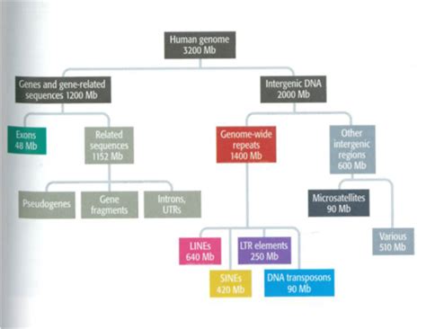 L8 9 And 10 Genomic Repeats Gene Duplication And Exon Shuffling Flashcards Quizlet
