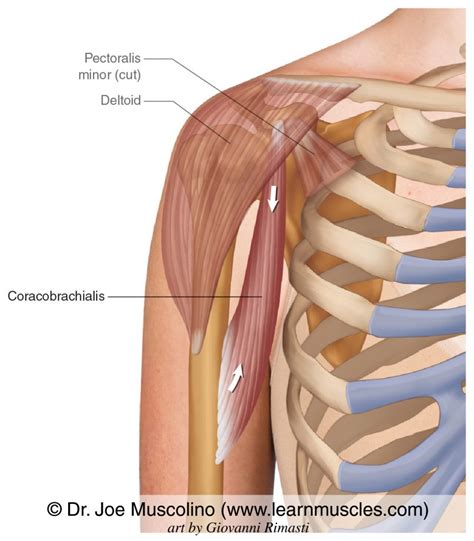 Coracobrachialis Muscle