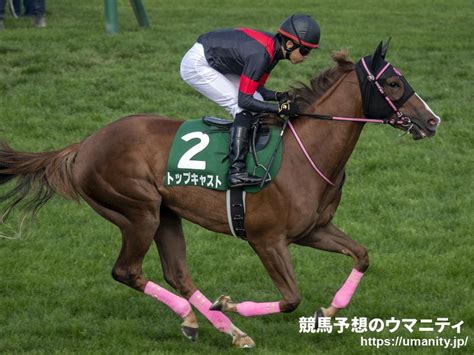 トップキャスト2019年産 競走馬データtop｜競馬予想のウマニティ