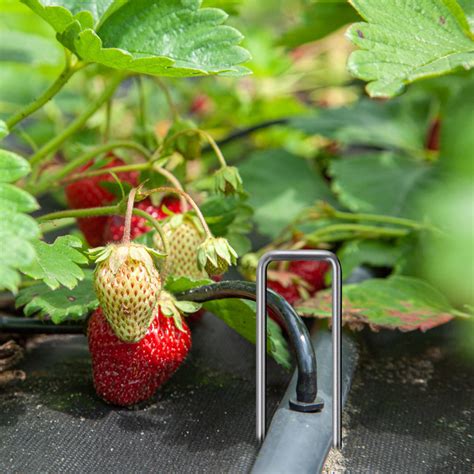 Badu Bg 50 бр Тежкотоварни U образни градински колове Щифтове Поцинковани пейзажни скоби за