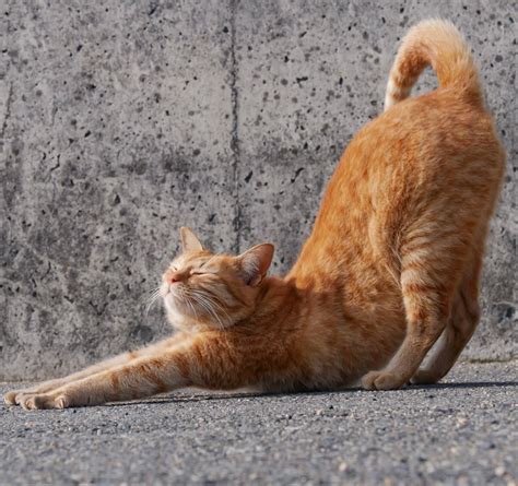 Pin By N M On Cats Cat Stretching Cat Anatomy Cat Pose