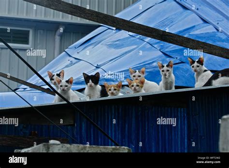 Group Stray Cats Hi Res Stock Photography And Images Alamy