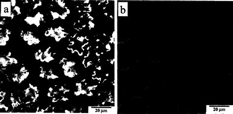 Preparation Method For Regenerated Cellulose Fiber Eureka Patsnap
