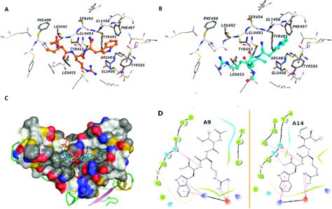 Impact Of Irw And Its Analogs On Sars Cov 2 S1 Rbd Ace2 Interaction