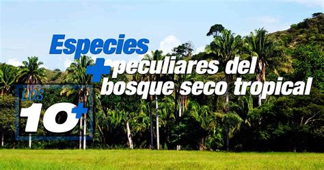 Plantas Y Animales Del Bosque Seco Tropical