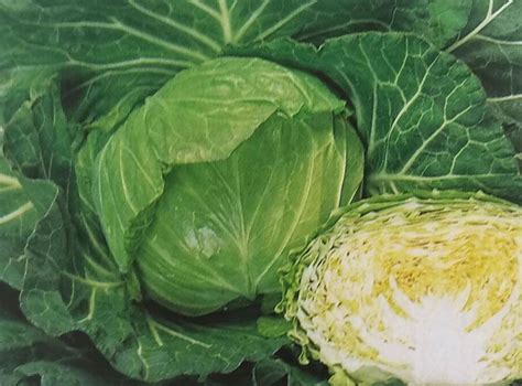 キャベツ種 【 輝岬 】 Df小袋 （栽培用 種子 きゃべつ 甘藍 タキイ） 野菜・果物の苗・球根その他の葉菜類なら、みつのぶ