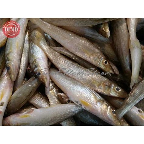 Jual IKAN REJUNG KACAPIRING Ikan Laut Segar Fresh Shopee Indonesia