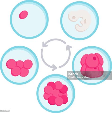 배아 문화 컨셉 벡터 컬러 아이콘 디자인 백색 배경 임신 및 산부인과 사인에 대한 체외 수정 기호 테스트 튜브 아기 절차 스톡