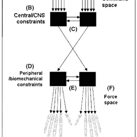 Schematic Representations Of Finger Control In Two Hands For Download Scientific Diagram