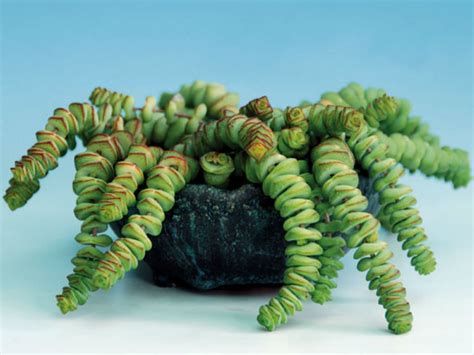 Crassula Rupestris Subsp Marnieriana Jade Necklace World Of Succulents