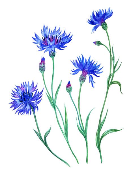 ヤグルマギク イラスト素材 Istock