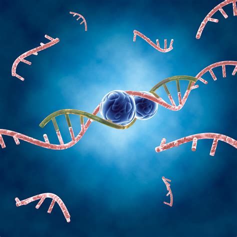File Rnai1 DolceraWiki