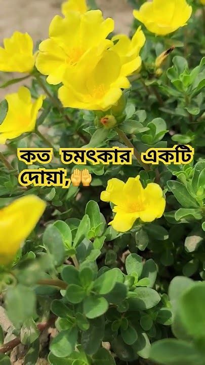 কত চমৎকার একটি দোয়া Shorts Islam Foryou Shortsvideo Islamikvideo