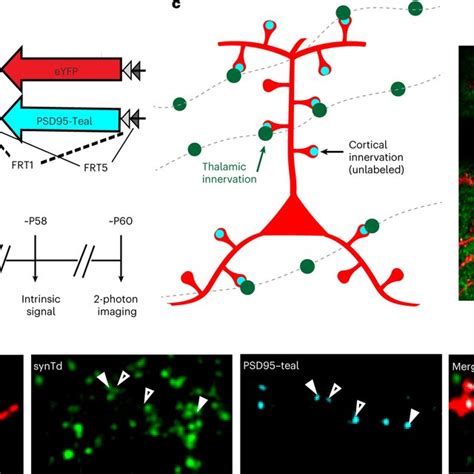 Specific Labeling Of Thalamic Excitatory Afferents Onto The Full Download Scientific Diagram
