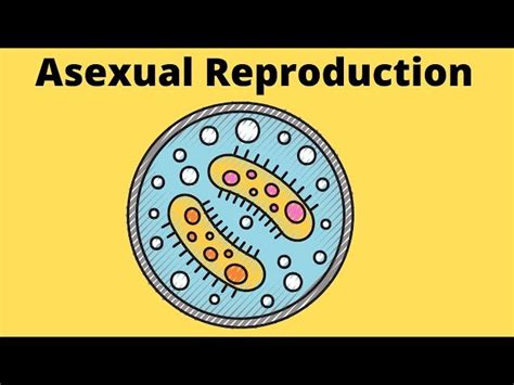Asexual Reproduction Asexual Biology Budding Cell En