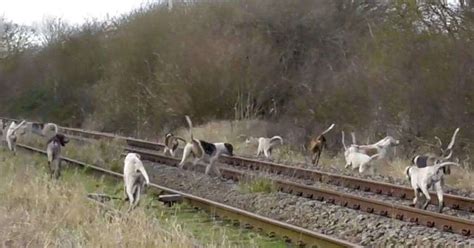 Cruelty Chaos And Criminality Another Fox Hunting Season Gets Under