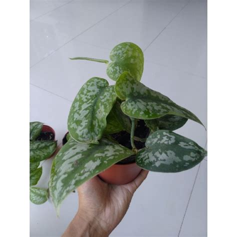 Jual Sirih Silver Scindapsus Fictus Scindapsus Army Sirih Army Sirih Gading Silver