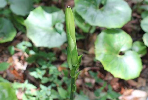 ウバユリ姥百合の花 山や林に咲く白いユリ 優しい雨