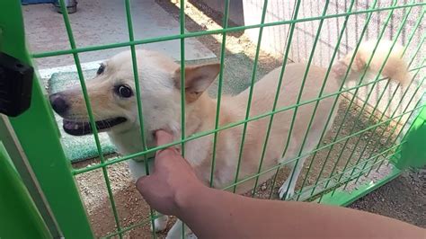 추석 연휴 첫 날 공장 진돗개 밥 주러 가기 L 연휴 기간 아무도 오지 않는 회사에 공장개 에어컨 있는 실내로 데리고 들어가기 ㅣ 공장개 막바지 여름 나기 ㅣ 명절 연휴