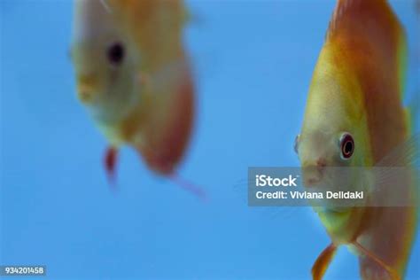 Symphysodon 물고기 민물 수족관에 0명에 대한 스톡 사진 및 기타 이미지 0명 감금 상태 곧은 Istock