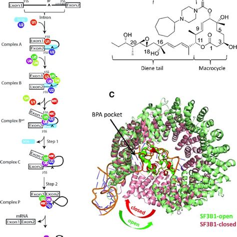 A The Overall Structure Of The Four Protein Complex Heat Repeats Of