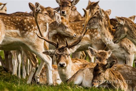 Liberals Deer Hunting Policy No Solution To World Heritage Threat