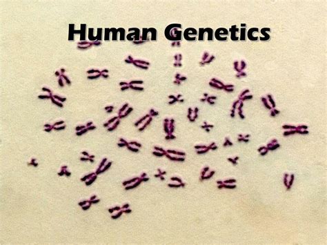 Ppt Human Genetics Powerpoint Presentation Free Download Id6009029