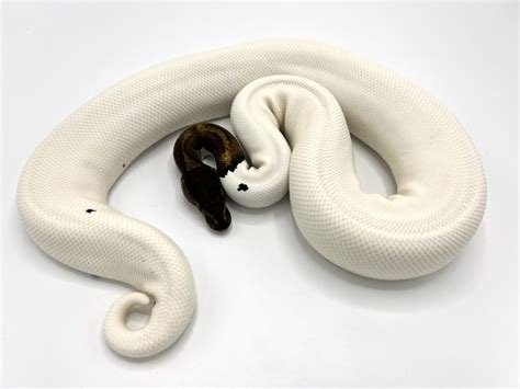 Black Ball Python