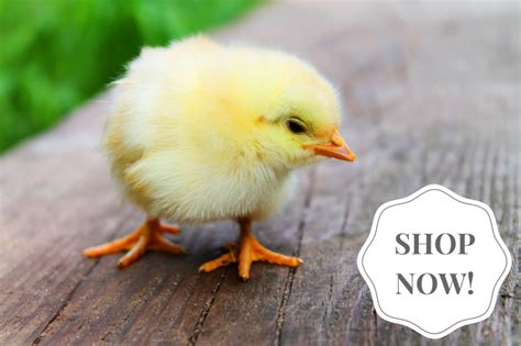 How To Sex A Chicken By Vent Color And Feather Sexing Cackle Hatchery