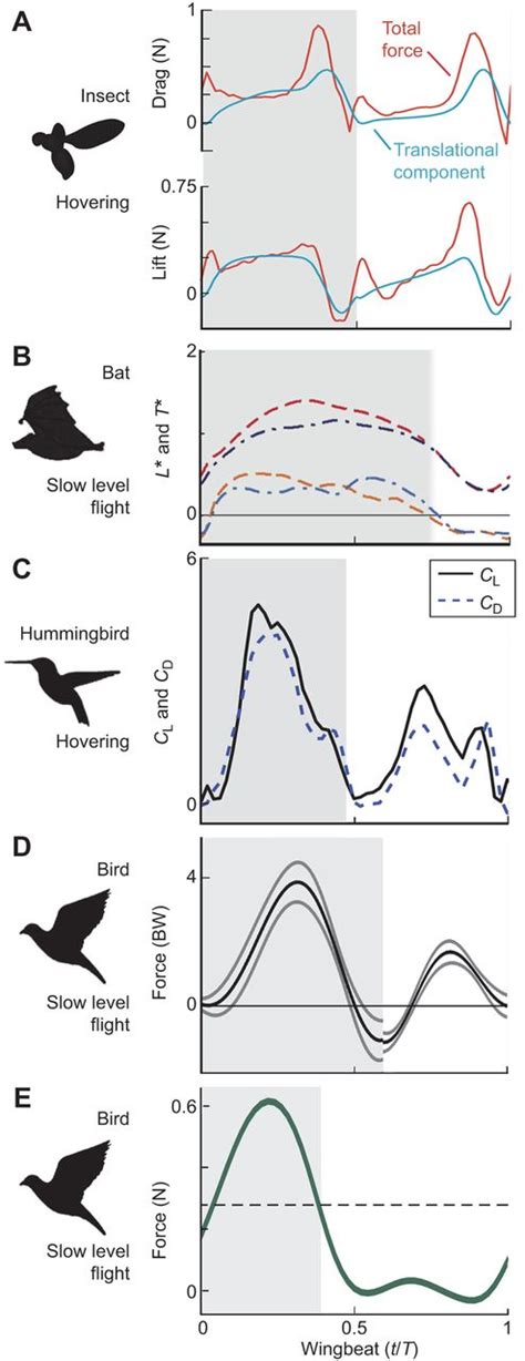 Flapping Wing Aerodynamics From Insects To Vertebrates Journal Of