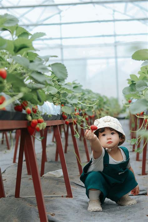 Diy 원예 가정 원예 검은 냄비 경작 과수원 과일 과일 생산 과일 식물 과일 재배 농업 농업 현장 농작물