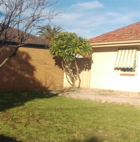 Can Anybody Help Me Identify This Tree R Gardening