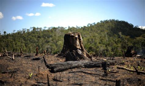 Em 25 Anos Mundo Perdeu área Florestal Do Tamanho Da África Do Sul