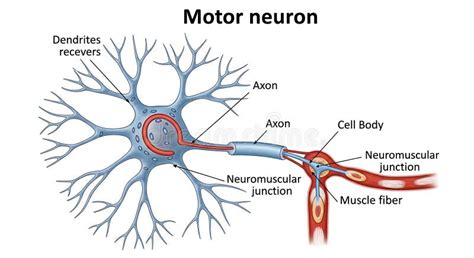 Diagrama De Neuronas Motoras Anatomía Stock De Ilustración