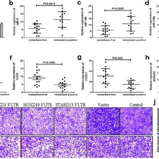 The Effects Of STARD13 And Its CeRNAs On Breast Cancer Metastasis In