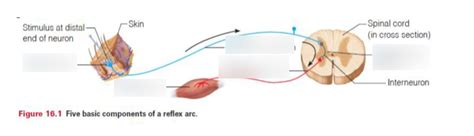 reflexes diagram quizlet