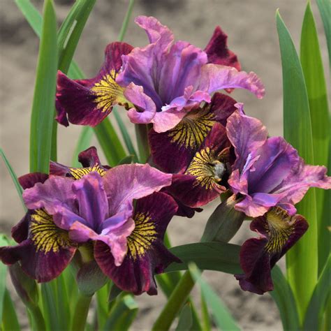 Siberian Iris Bulbs For Sale Easy To Grow Bulbs