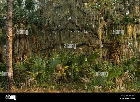 Coastal Forest With Spanish Moss Tillandsia Usneoides Growing On