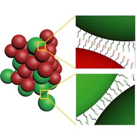 Pine Dna Self Assembly