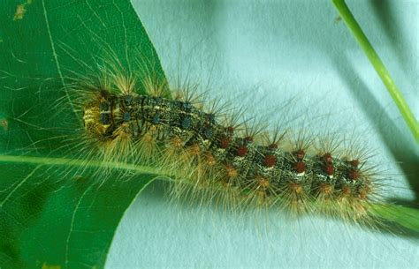 Spongy Moth Formerly Gypsy Moth Alberta Invasive Species Council