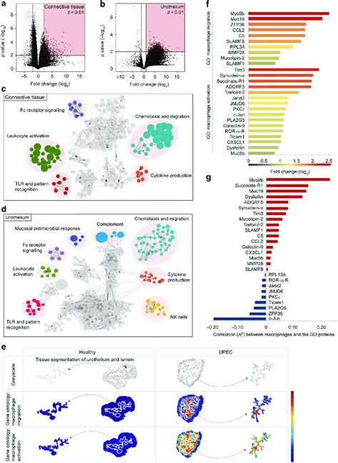 Mass Spectrometry Imaging Indicates Macrophage Migration And Activation